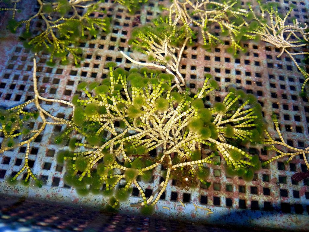 Refugium in a bag 1/4 lb. Macro Algae pack Caulerpa Gracilaria Chaeto ...