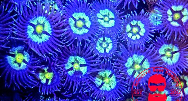 Caribbean Flower Zoanthids 8 to 13 Polyps- Marine Zoa Coral – Addictive ...