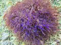 RARE Coelothrix Irregularis Blue Iridescent Algae Frag 2″x2 ...