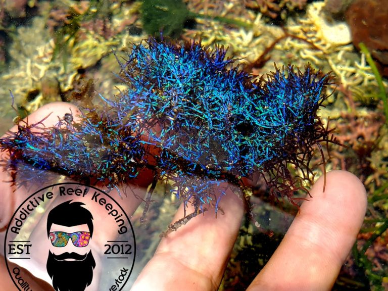 RARE Coelothrix Irregularis Blue Iridescent Algae Frag 2″x2 ...