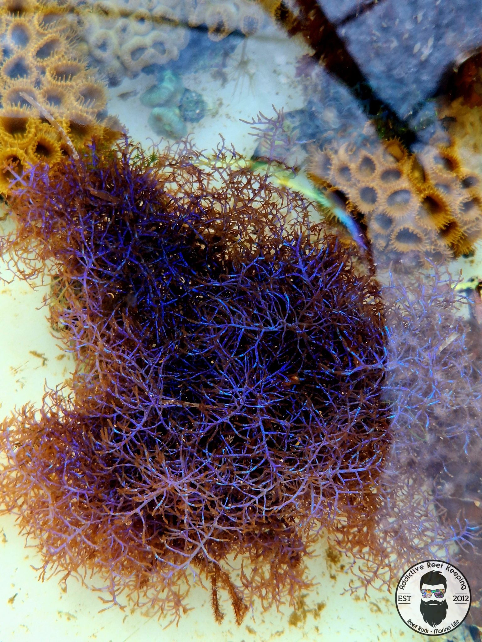 RARE Coelothrix Irregularis Blue Iridescent Algae Frag 2″x2 ...