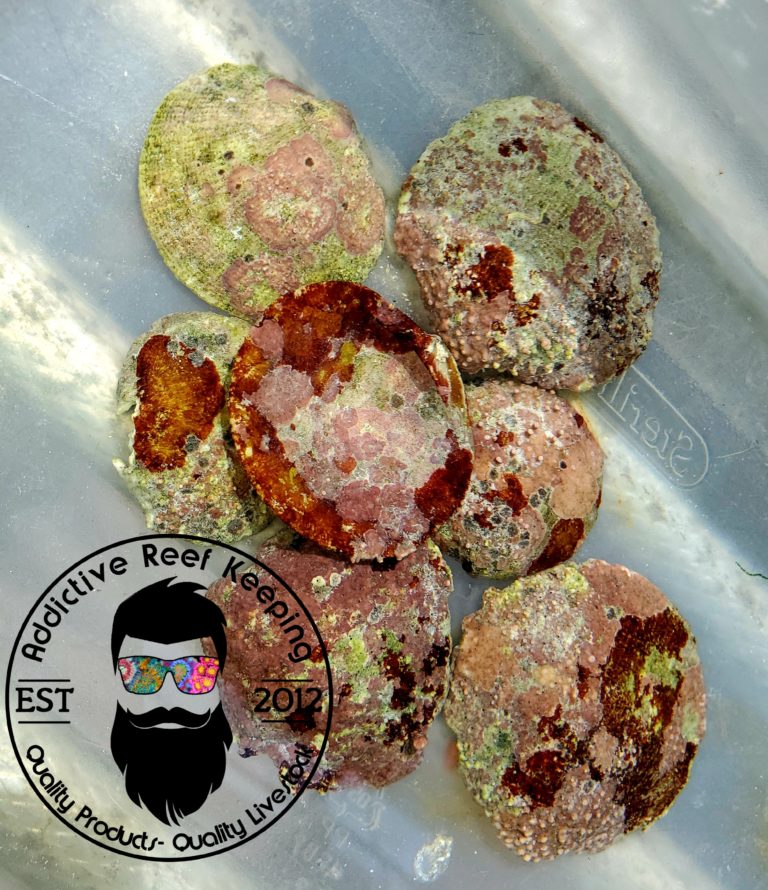 LIVE Saltwater Starter Kit- SEED YOUR REEF TANK 1 cup Chaeto, 1 cup ...