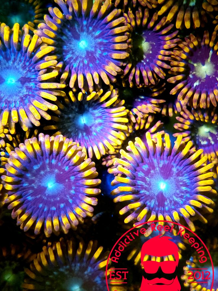 ARK- FIRE AND ICE ZOA 20 POLYPS – Addictive Reef Keeping
