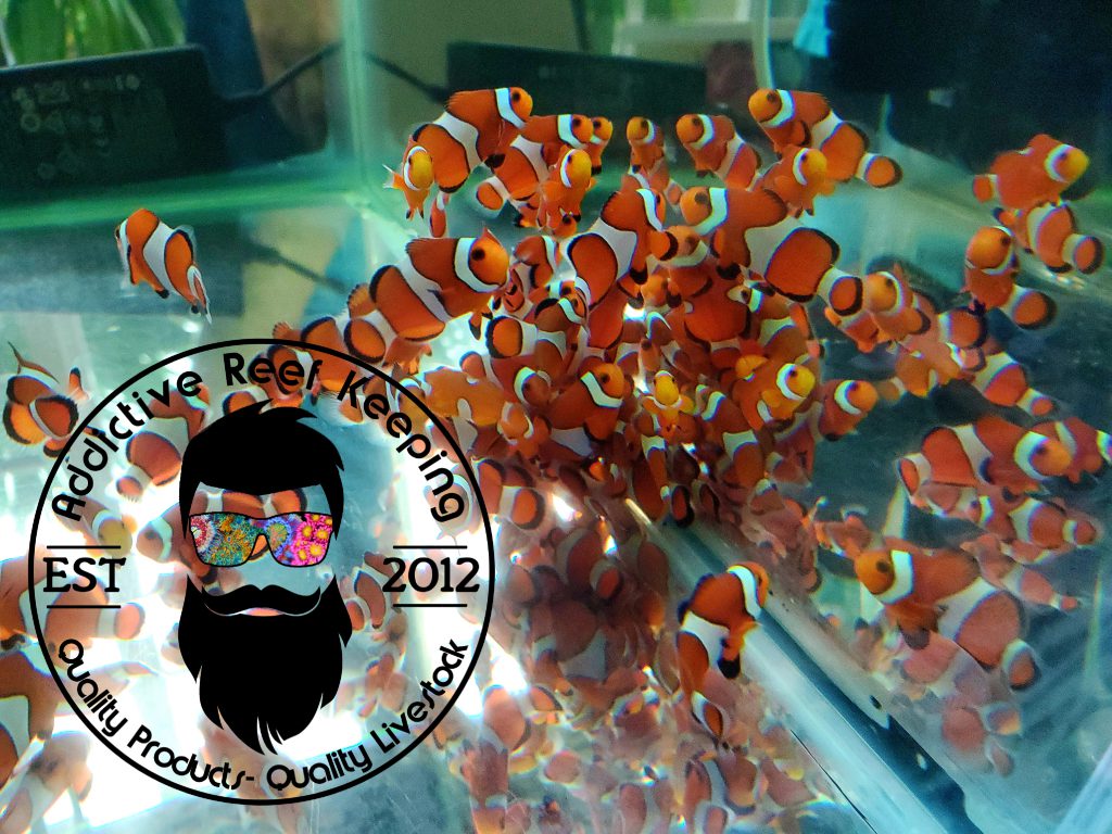 Ocellaris Clownfish, Captive-Bred (Amphiprion ocellaris ) NEMO ...