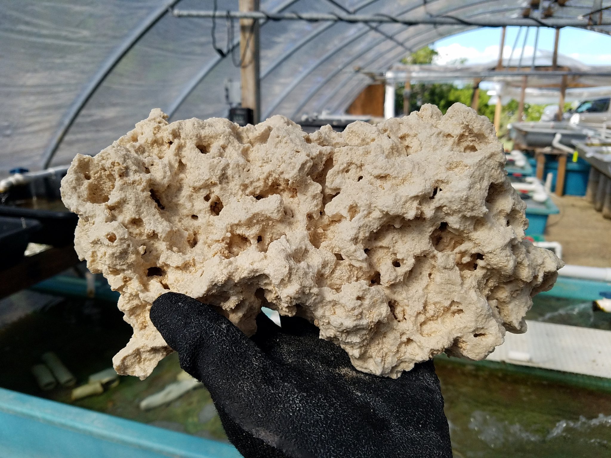 ARK White DRY Reef Rock- Select Size and Weight – Addictive Reef Keeping