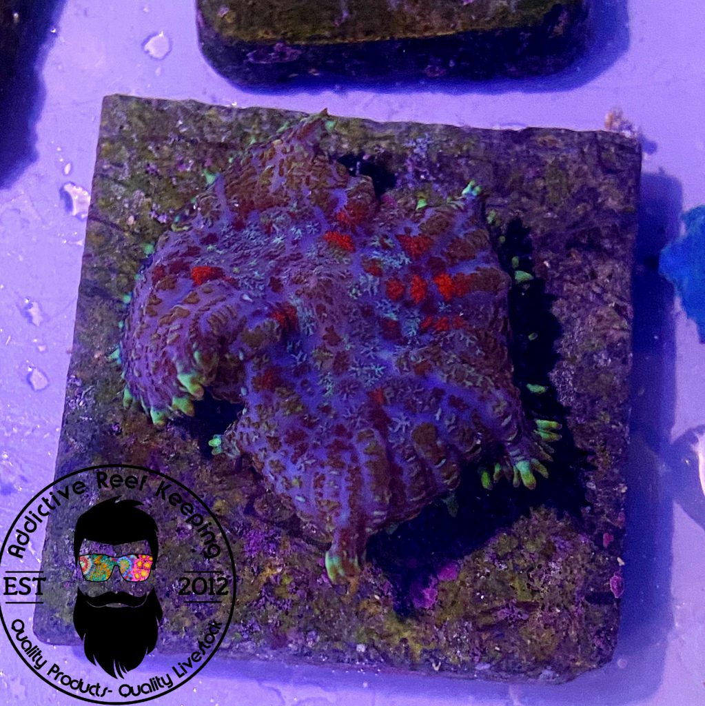 ARK Berry Pie Mushroom- ALMOST WYSIWYG – Addictive Reef Keeping