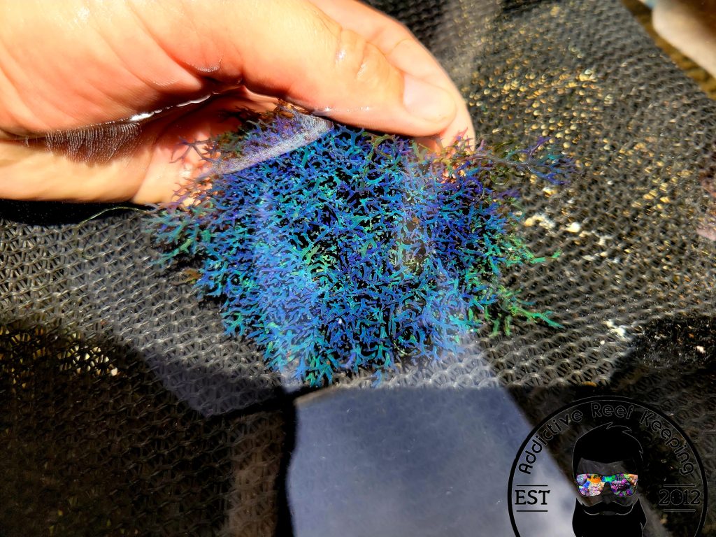 1/2 cup Blue Hypnea (Hypnea pannosa) Macro Algae Marine Saltwater Plant ...