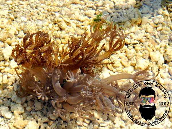Pink Waving Hand Anthelia Coral 3″ Frag, Aquacultured Reef – Addictive ...