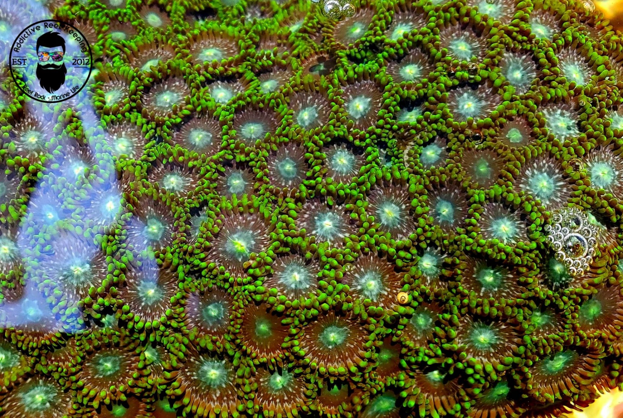 ARK Green Marathon Zoas 30 Polyps – Addictive Reef Keeping
