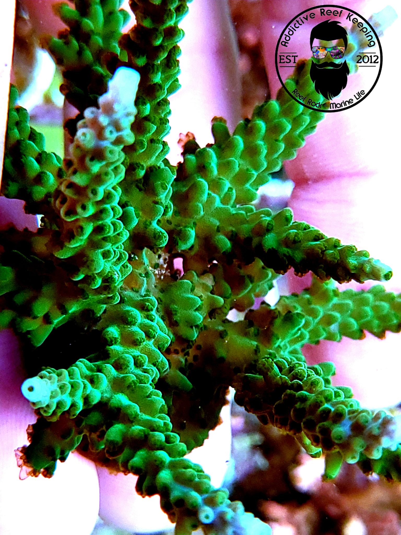 ARK Blue Tipped Green Slimer SPS- ALMOST WYSIWYG – Addictive Reef Keeping