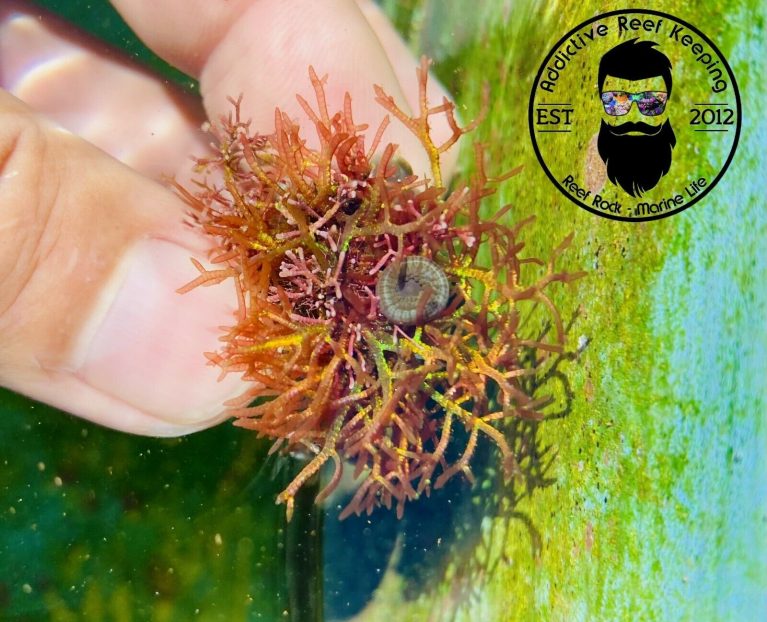 RARE Champia Sp. Macro Algae Frag – Addictive Reef Keeping