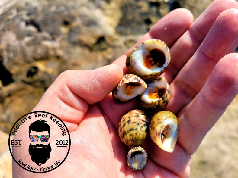 Bleeding Tooth Nerite Saltwater (Feed Puffer, Mantis Shrimp) Nerita ...