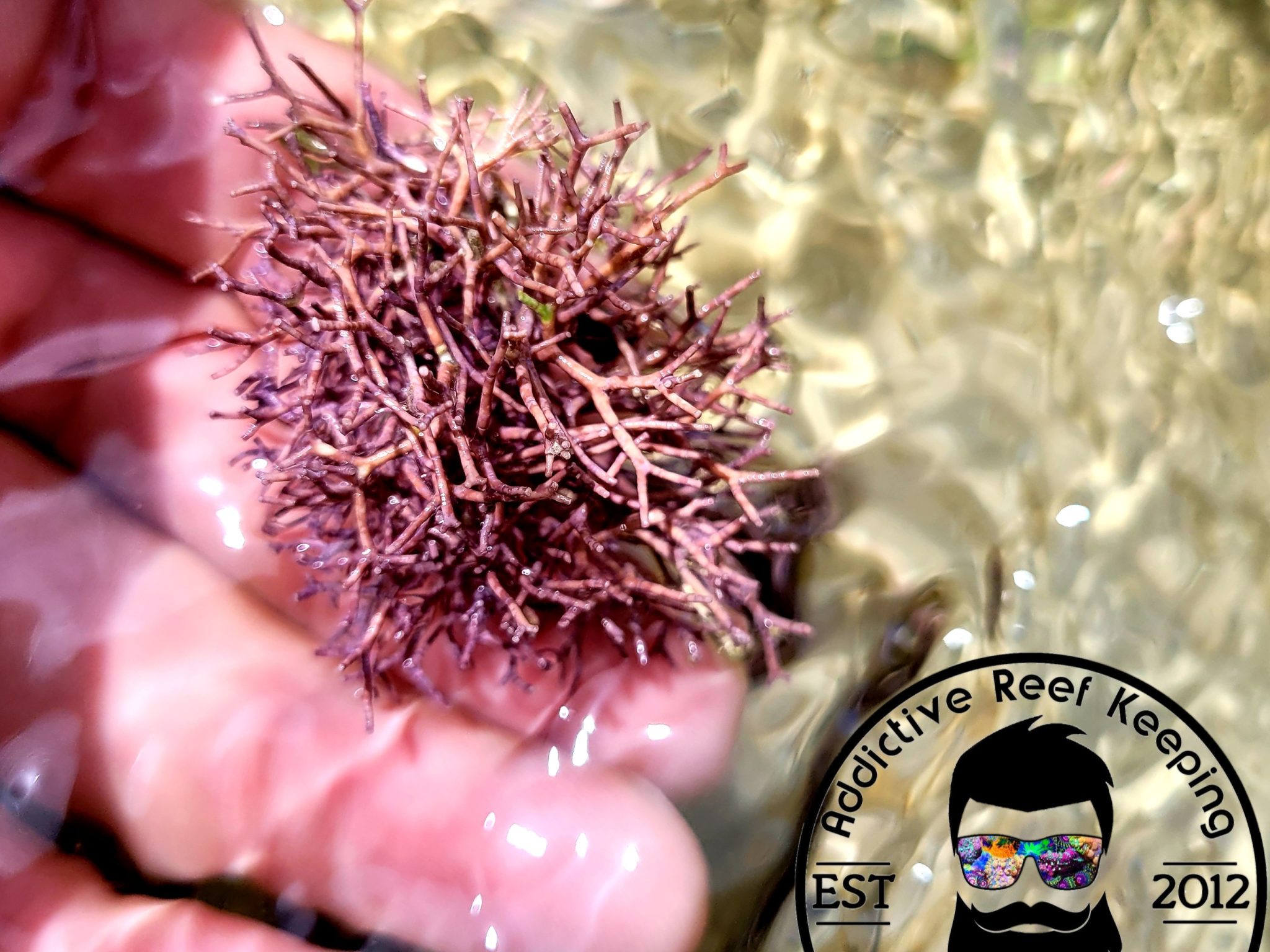 Thin Flexible Branching Coralline 2″ – Addictive Reef Keeping