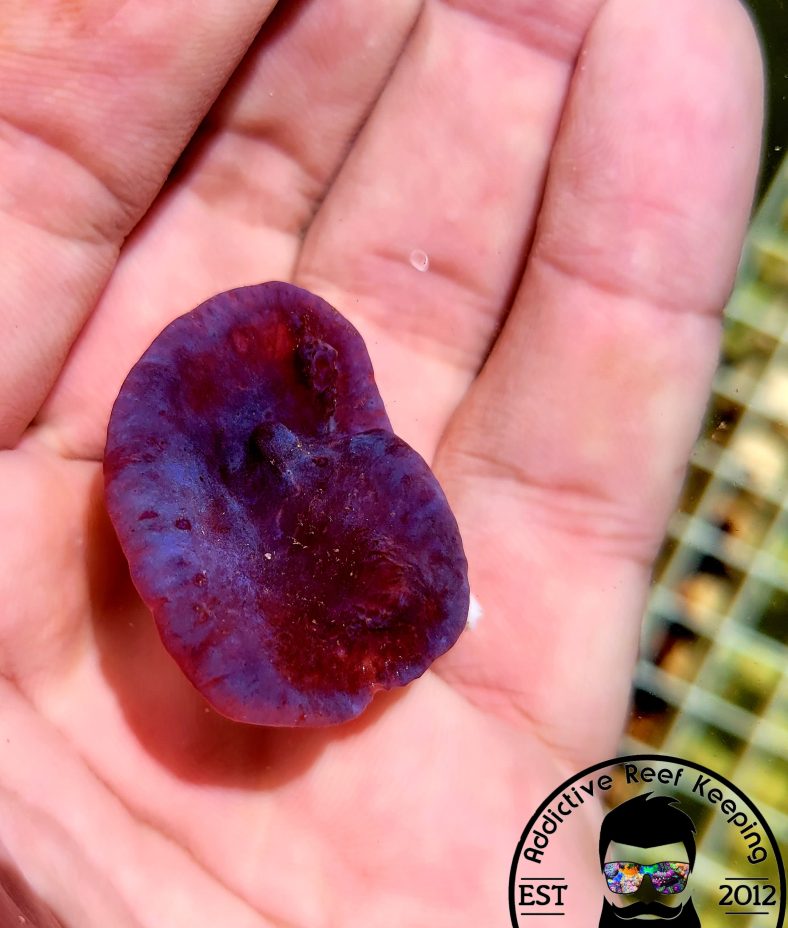 ARK Blue Sponge Plating 2″ Frag – Addictive Reef Keeping