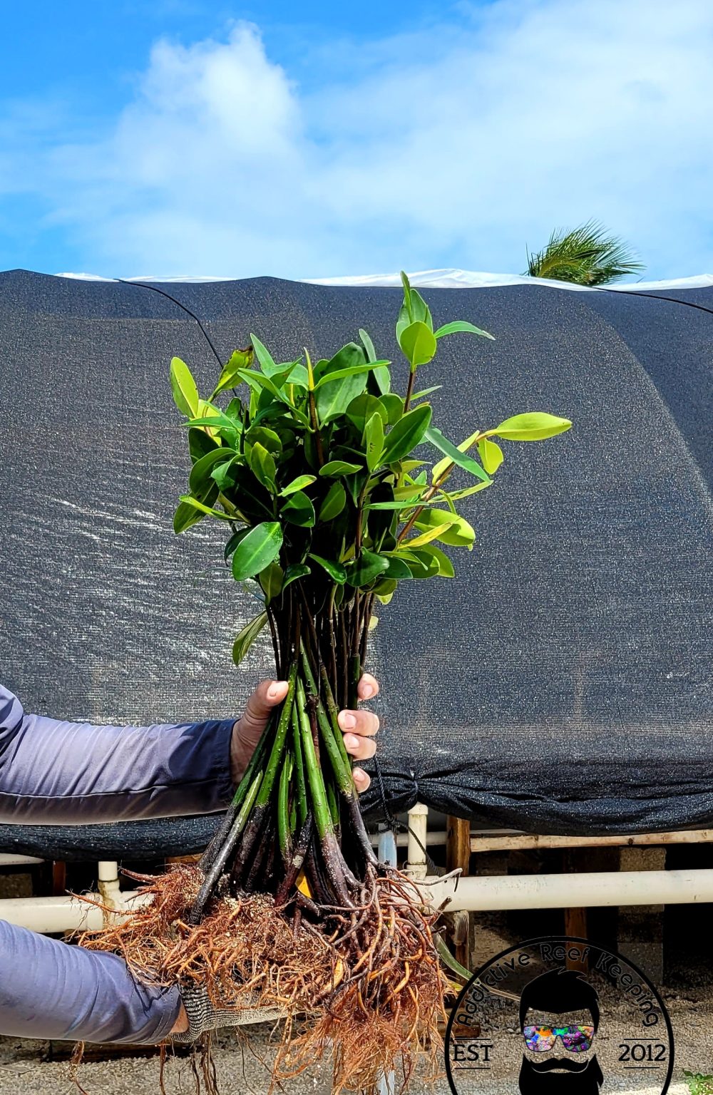 LARGE Red Mangrove Live Plant Propagules 12″ PLUS SINGLES Saltwater ...