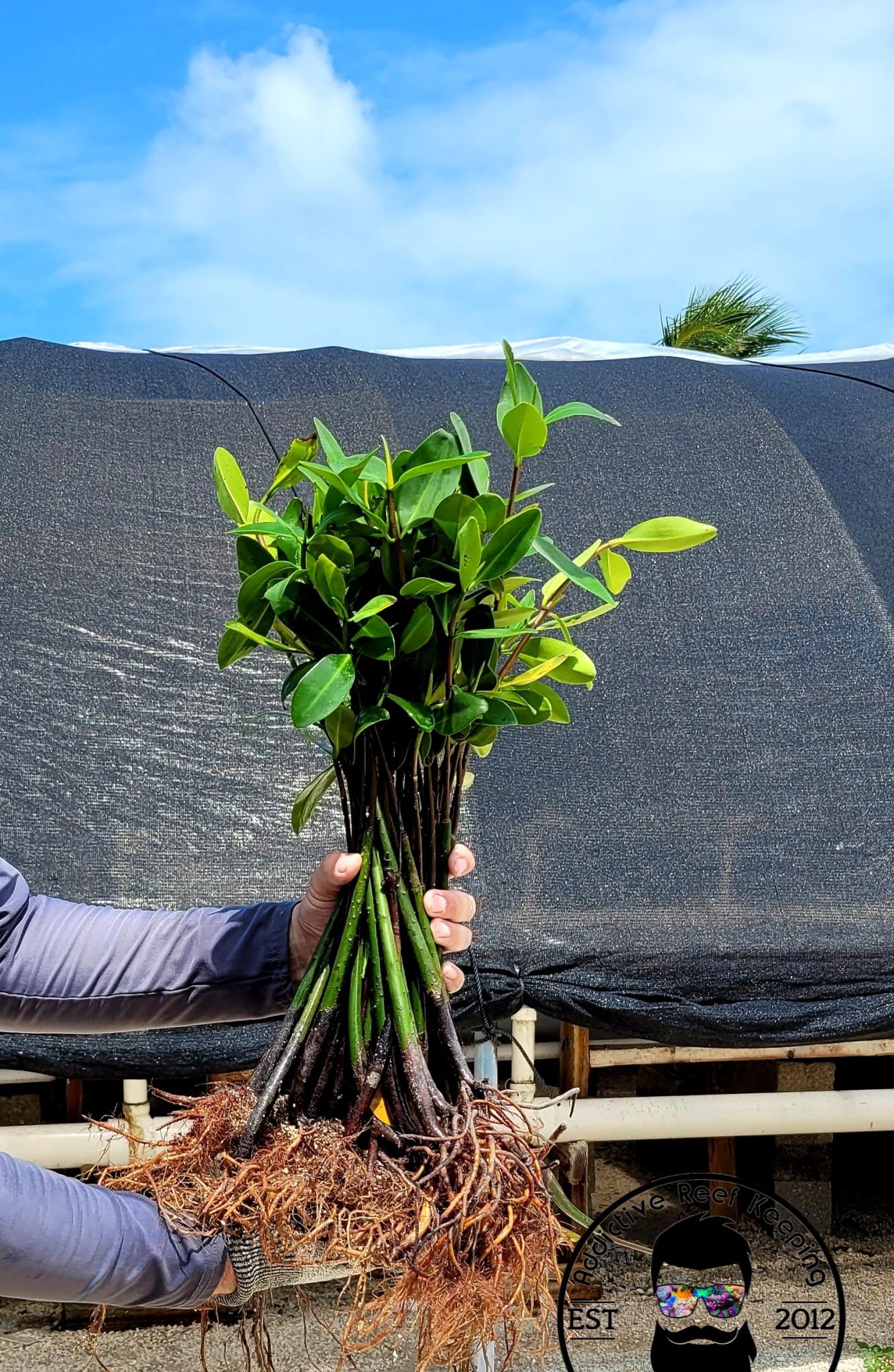 LARGE Red Mangrove Live Plant Propagules 12″ PLUS SINGLES Saltwater ...