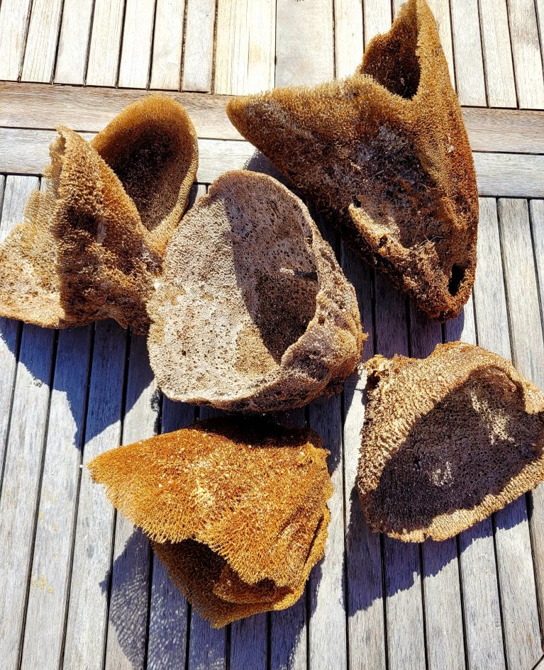 Large Dried Sponge- Decorative Piece – Addictive Reef Keeping