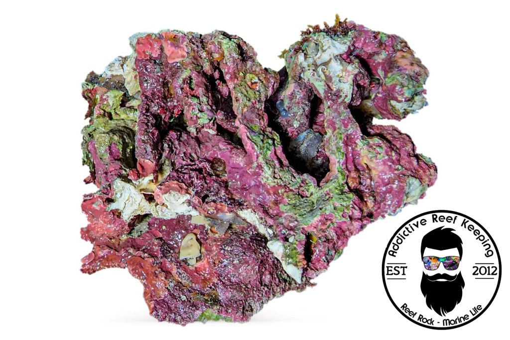 ARK Australian LIVE Reef Rock- FREE SHIPPING – Addictive Reef Keeping