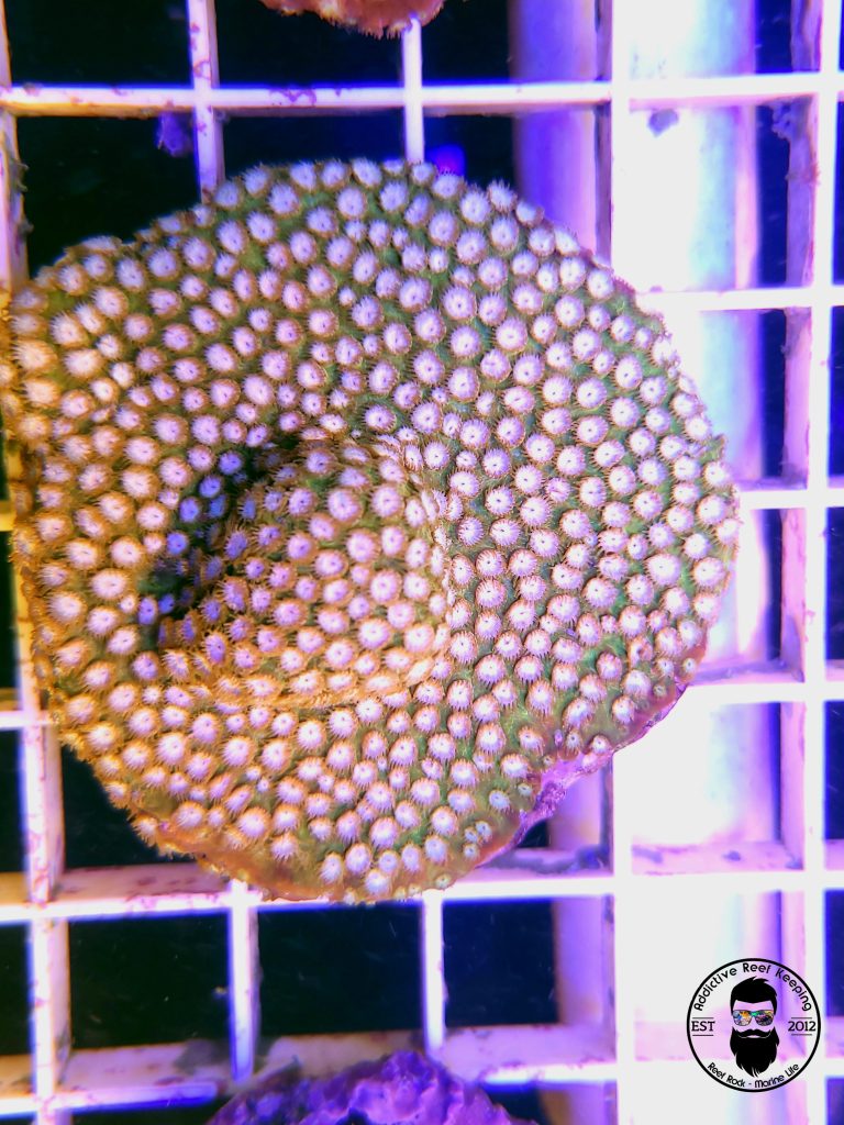 WWC Copperhead Cyphastrea Coral- LARGE WYSIWYG- White – Addictive Reef ...