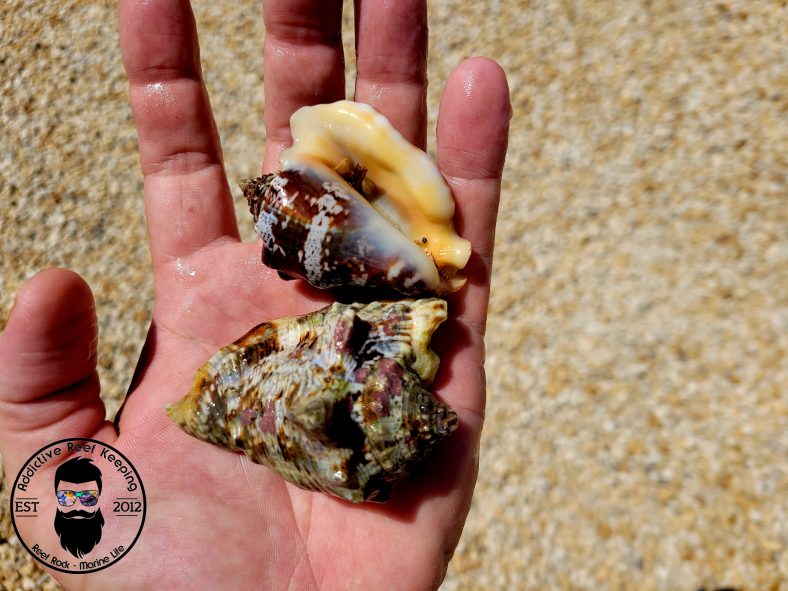 Hawkwing Conch Snail- Medium Algae Eater – Addictive Reef Keeping