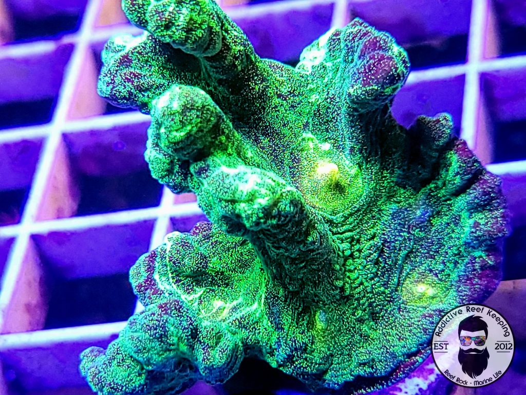 ARK Space Invader Pectinia- WYSIWYG – Addictive Reef Keeping