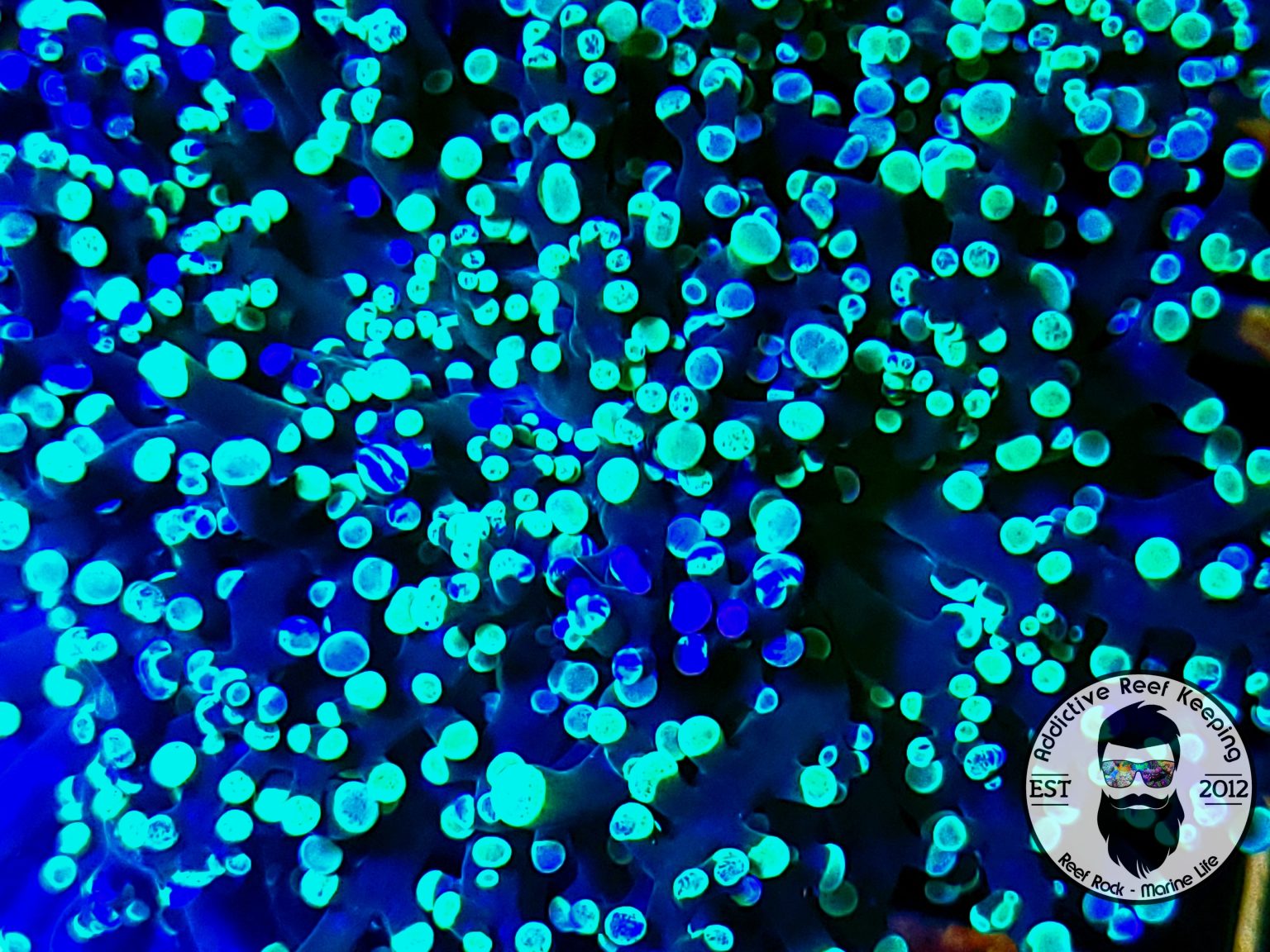 ARK BI-Color Green Frogspawn Coral-ALMOST WYSIWYG – Addictive Reef Keeping