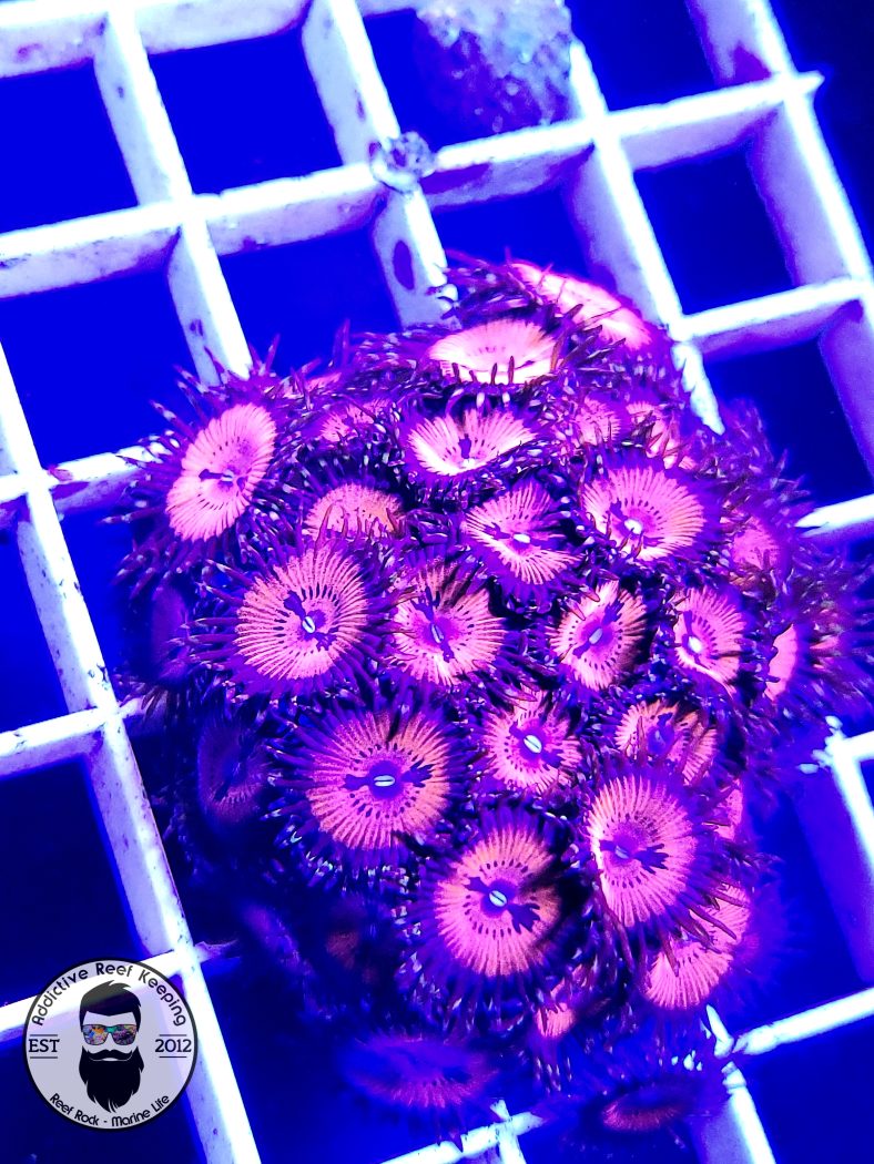 WWC Bloodsuckers Zoas- 2 to 4 polyps – Addictive Reef Keeping