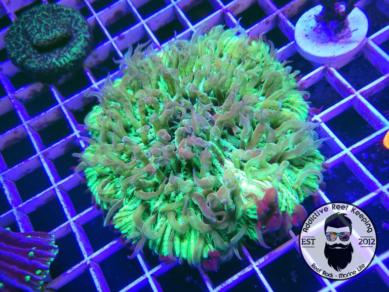 Green Fungia (Large) Plate Coral ALMOST WYSIWYG – Addictive Reef Keeping