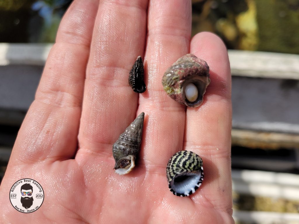 100x Four Snail Mix Nerite, Turbo, Stocky Cerith, Drawf Cerith Snail ...