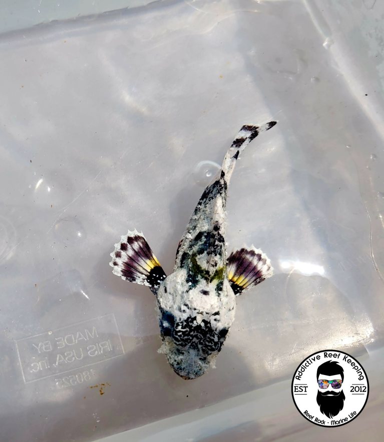 Caribbean Scorpionfish (Scorpaenodes caribbaeus) – Addictive Reef Keeping