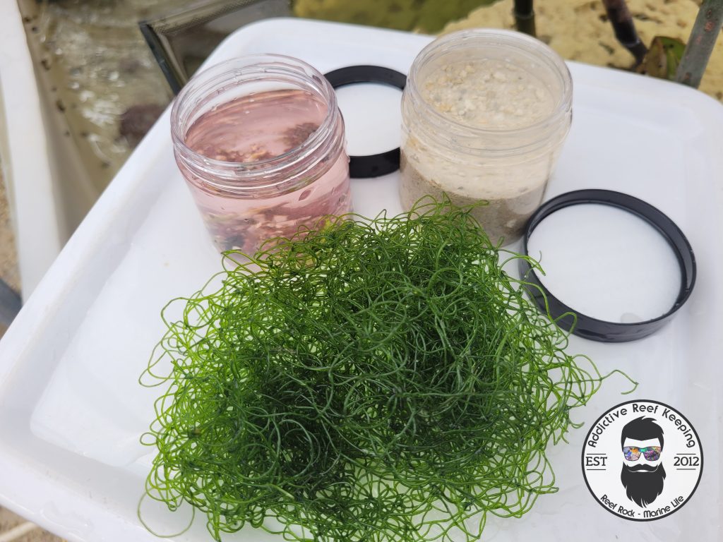 LIVE Saltwater Starter Kit 8oz Liquid Coralline Algae, Chaeto, LIVE ...