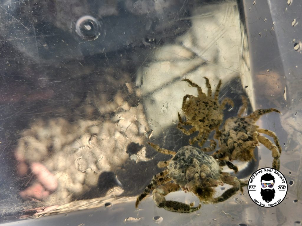 Pitho Crab Green Hair Algae Eater REEF SAFE – Addictive Reef Keeping