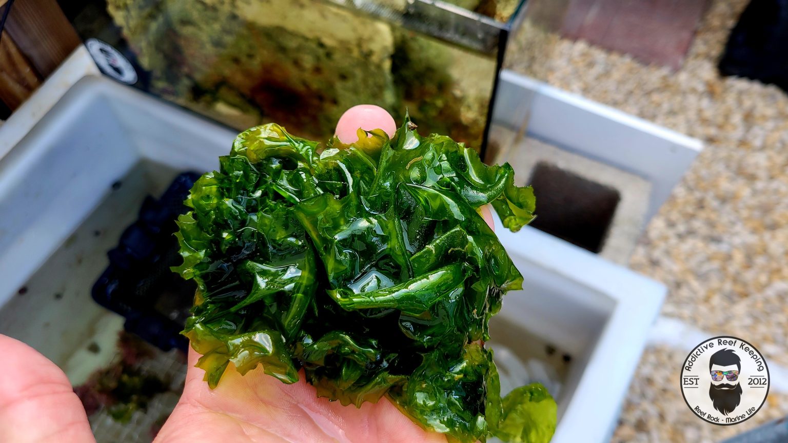 Sea Lettuce Ulva Lactuca sp. Macro Algae 1 cup – Addictive Reef Keeping