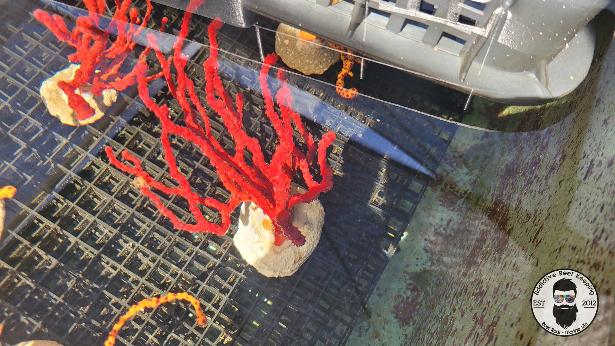 Red Sea Finger Gorgonian Care – Gorgonians Aquarium – CMXH