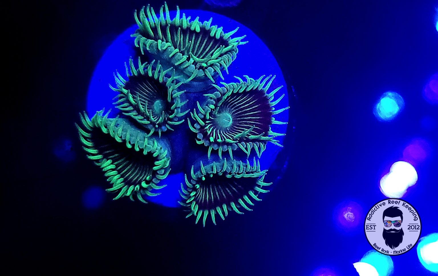 ARK White Encrusting Palythoa caribaeorum Zoa Colony- 10 to 20 Polyps ...