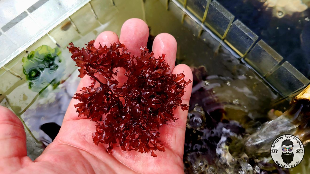 1/2 cup Red Gracilari Hayi Saltwater Refugium Marine Macro algae – Addictive Reef Keeping