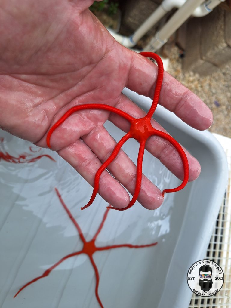 Red Serpent Starfish – Addictive Reef Keeping
