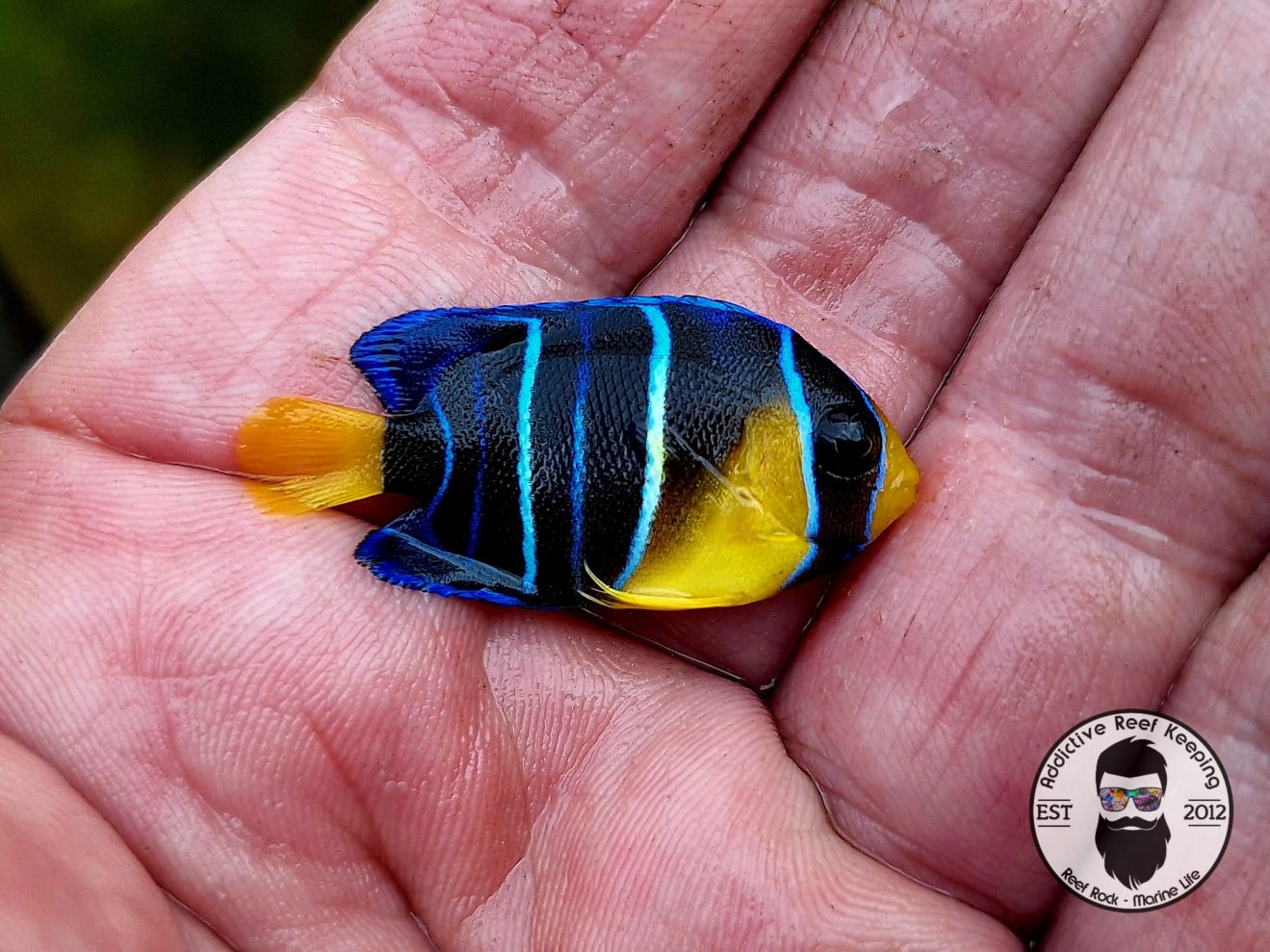 Juvenile Queen Angelfish WYSIWYG – Addictive Reef Keeping