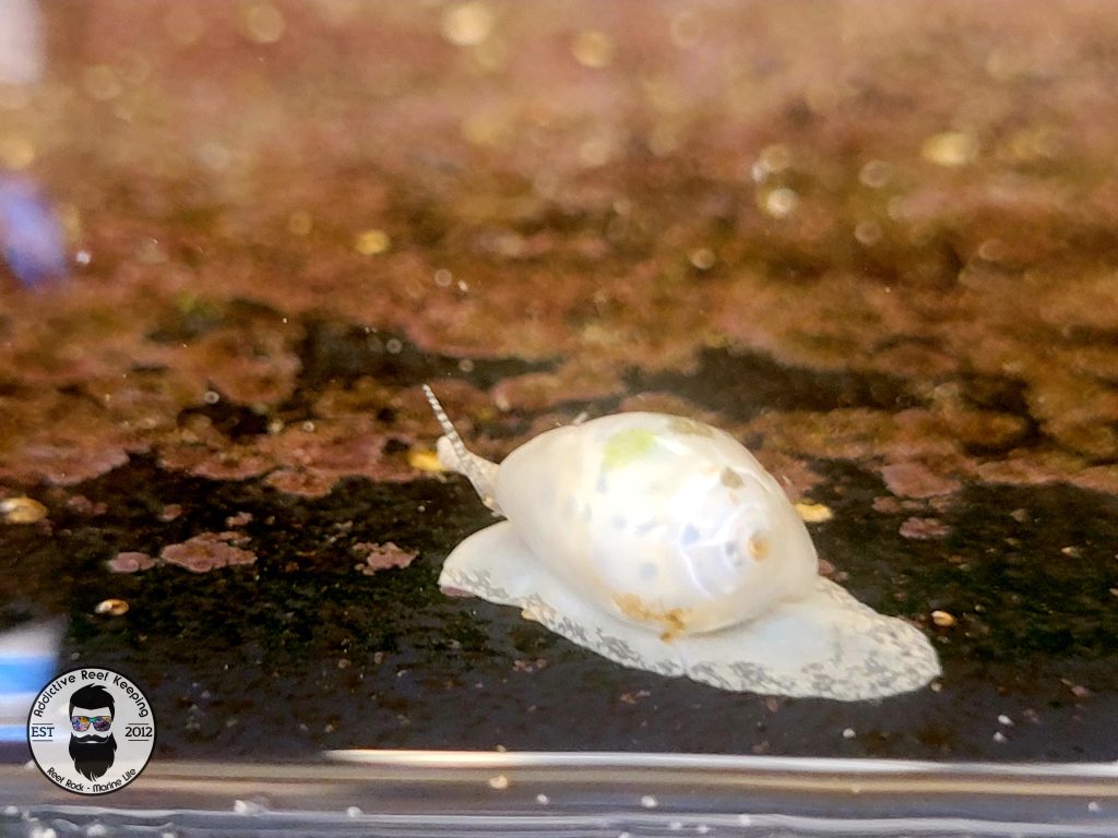 Glowing Marginella Snail Aquaculture Florida Keys – Addictive Reef Keeping