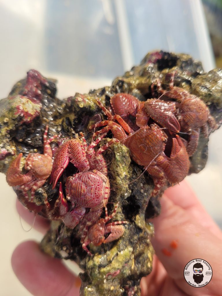 Porcelain Crab Filter Feeder – Addictive Reef Keeping