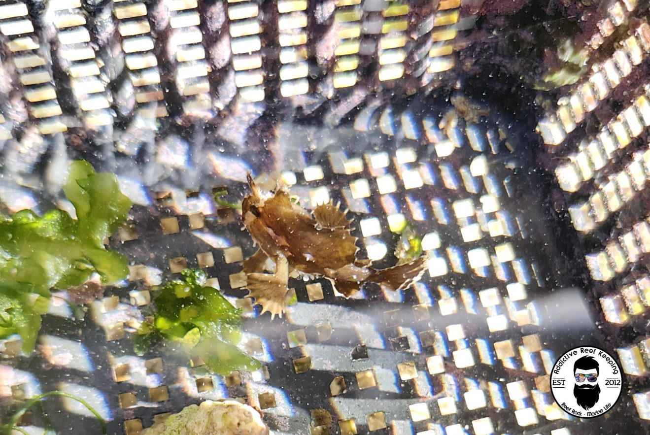 Caribbean Sargassom Frog Fish Angler – Addictive Reef Keeping