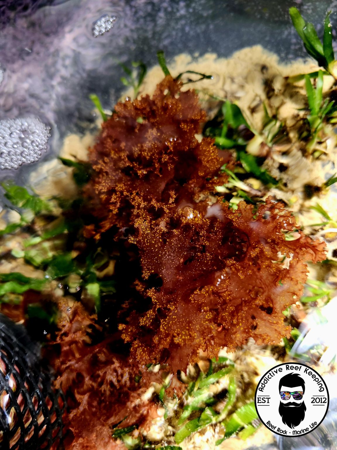 Atomic Broccoli Algae Burning Bush – 1/2 cup (Red with Bright Orange ...