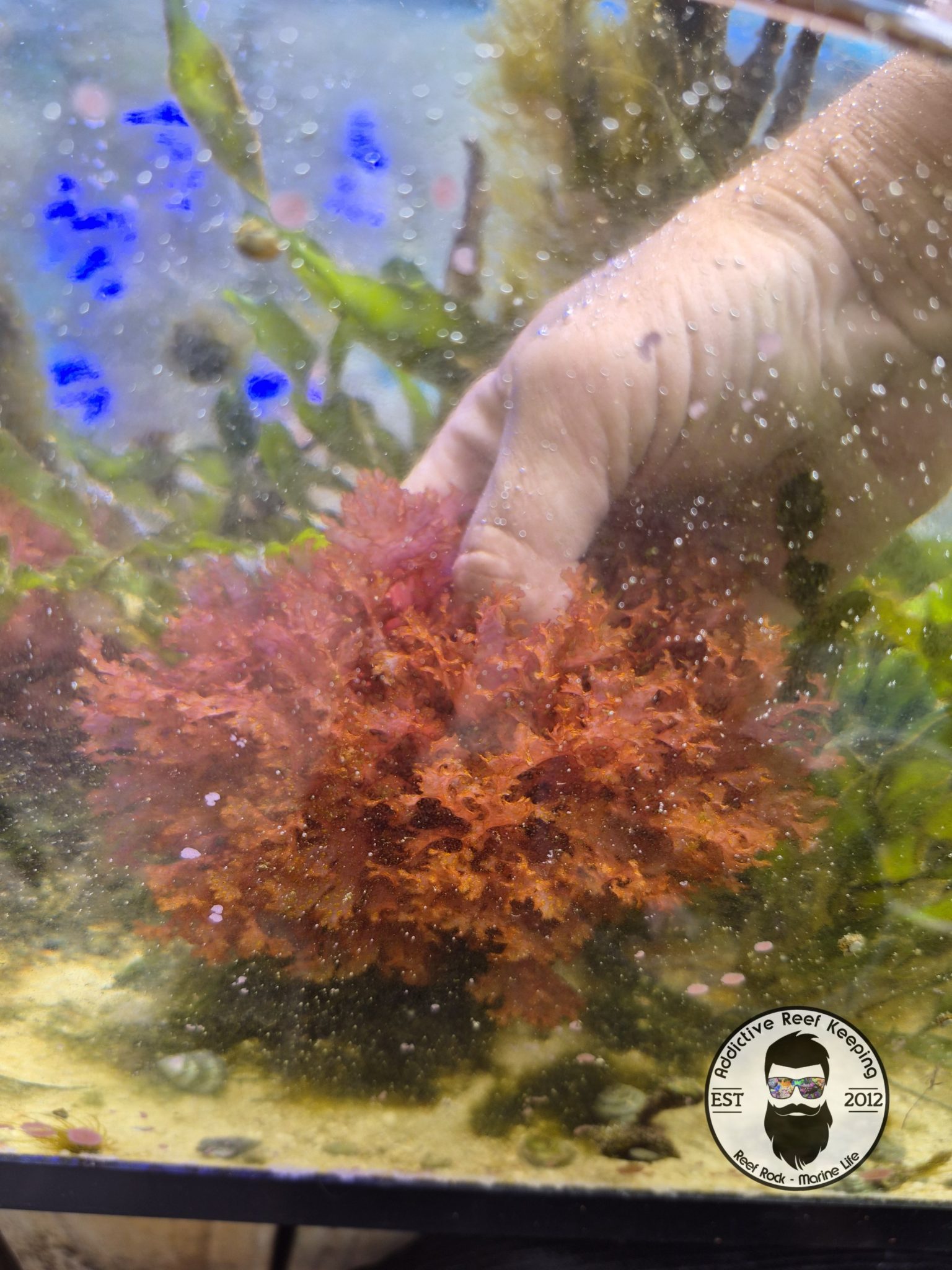 Atomic Broccoli Algae Burning Bush – 1 cup (Red with Bright Orange ...