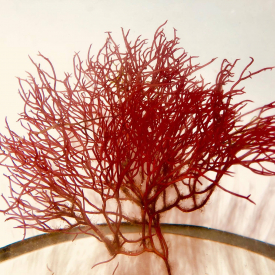 Macro Algae – Page 4 – Addictive Reef Keeping