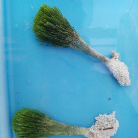 2″ Blue Hypnea Macro Algae Marine Saltwater Plant – Addictive Reef Keeping