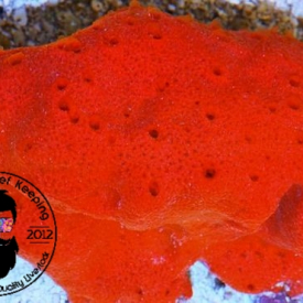 red ball sponge – Addictive Reef Keeping