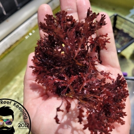 Macro Algae – Addictive Reef Keeping