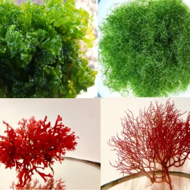 Live Bright Red OGO Gracilaria Marine Macro Algae Plant Reef Refugium ...