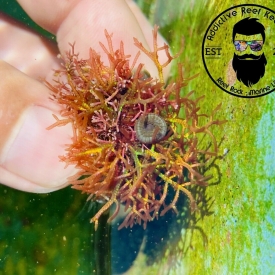 Macro Algae – Page 2 – Addictive Reef Keeping
